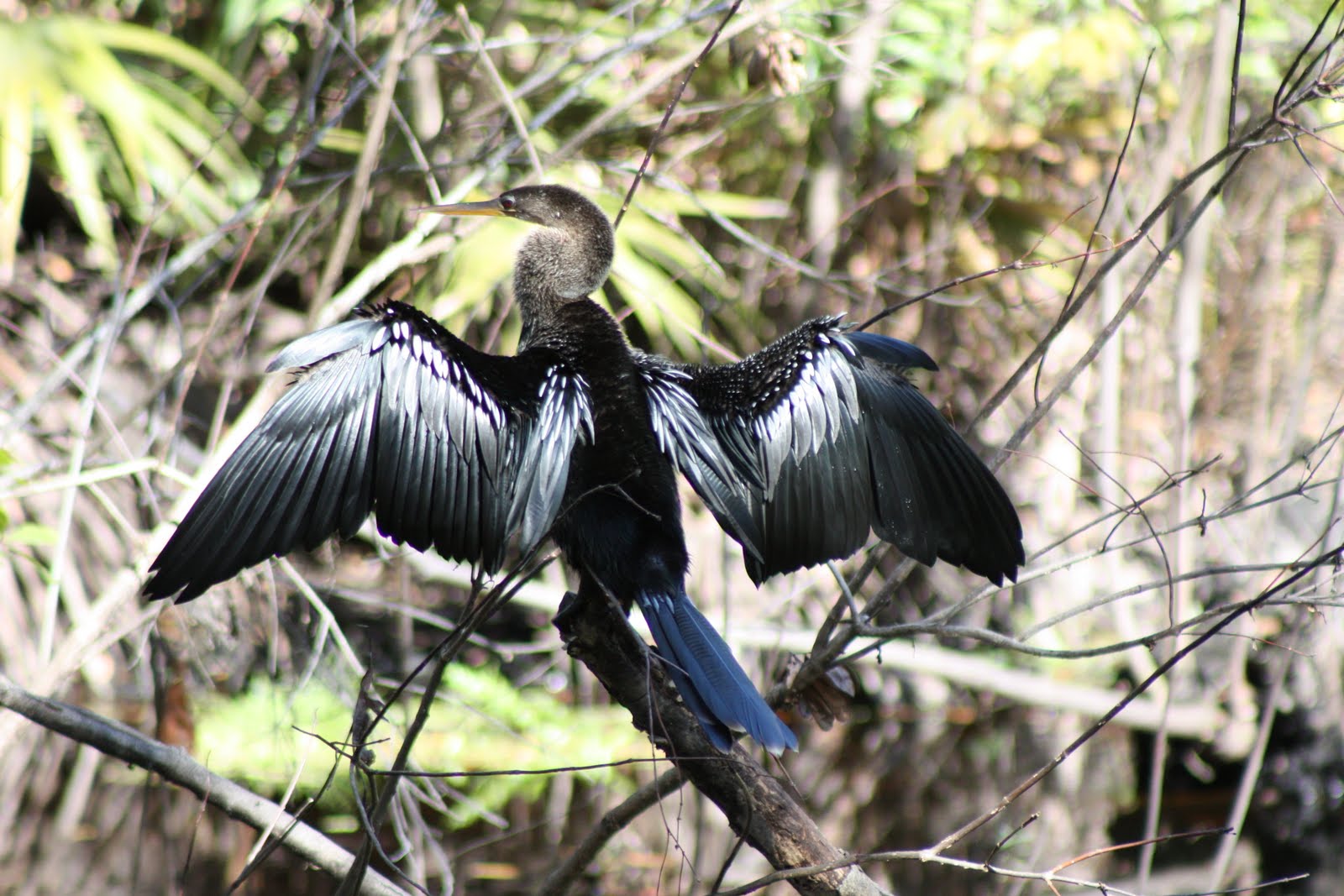 Brooker Creek Preserve, Brooker Creek, Florida - Bounding Over Our Steps